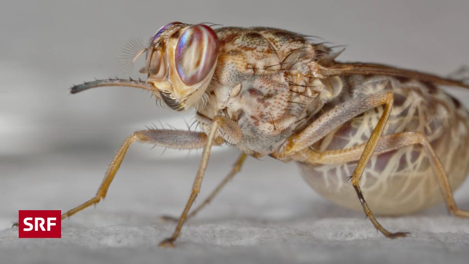 Natur & Tiere - Die Vampir-Fliege - Wissen - SRF