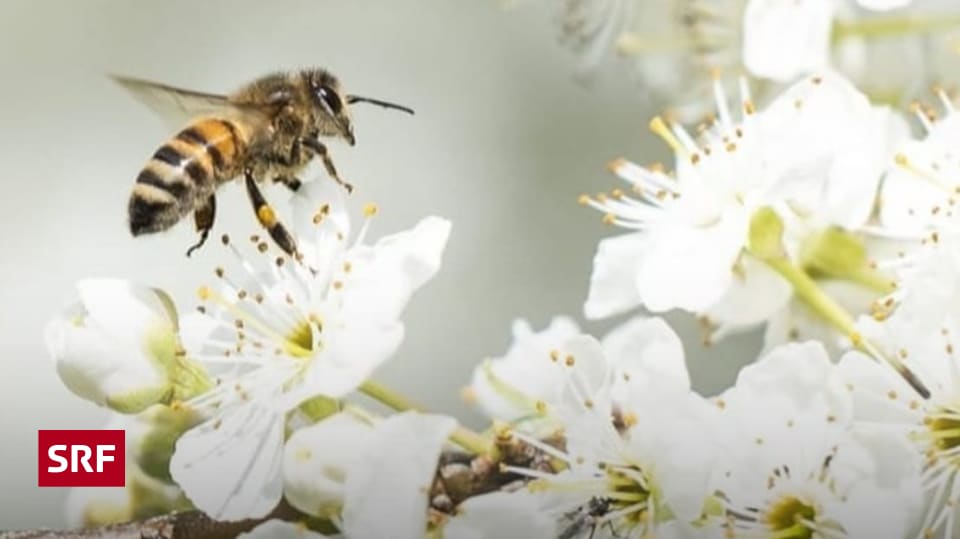Weltbienentag - Bienen zeigen mit Tanz-Moves ihren Gefährtinnen den Weg ...