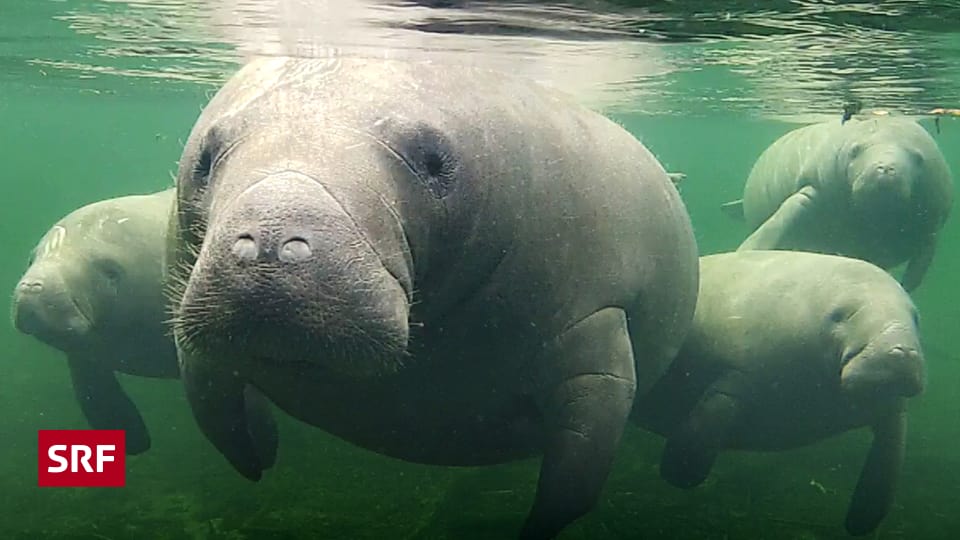 Natur & Tiere - Bedrohtes Seekuh-Paradies Florida - Wissen - SRF