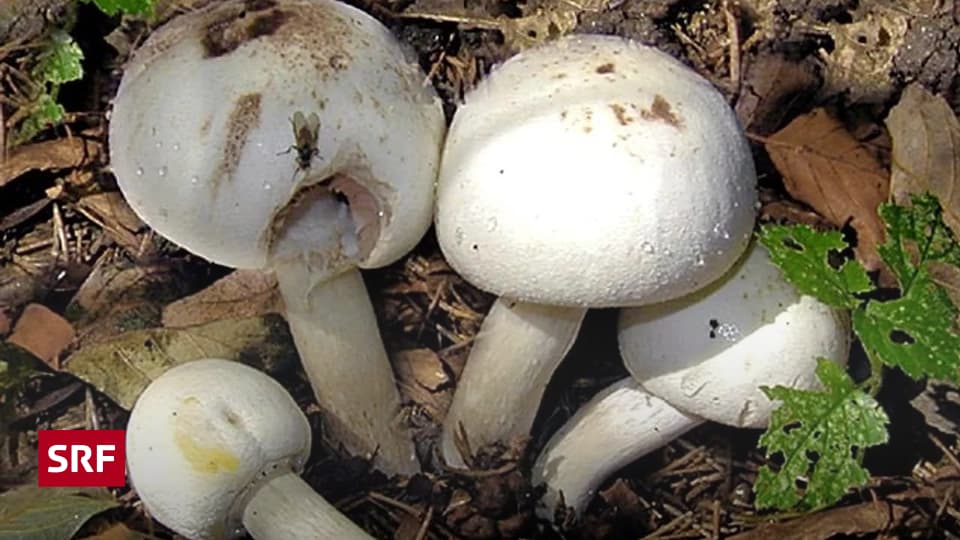 Sicher durch die Pilz-Saison - Giftpilz oder geniessbar? Tipps fürs ...