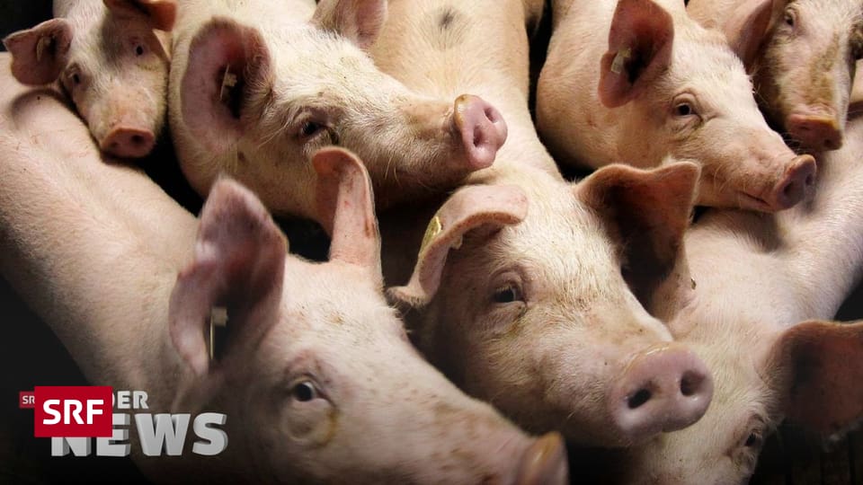 Für Kinder erklärt - Massentierhaltung: Wie viel Platz brauchen Tiere ... Für Kinder erklärt - Massentierhaltung: Wie viel Platz brauchen Tiere ...