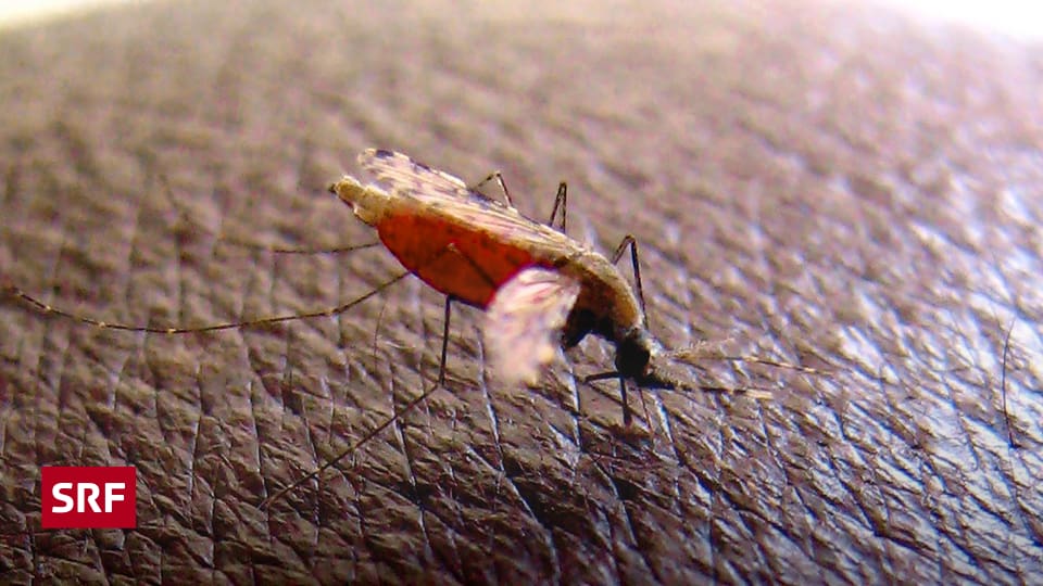 Umstrittene Forschung - Durch Genmanipulation lassen sich ganze ...