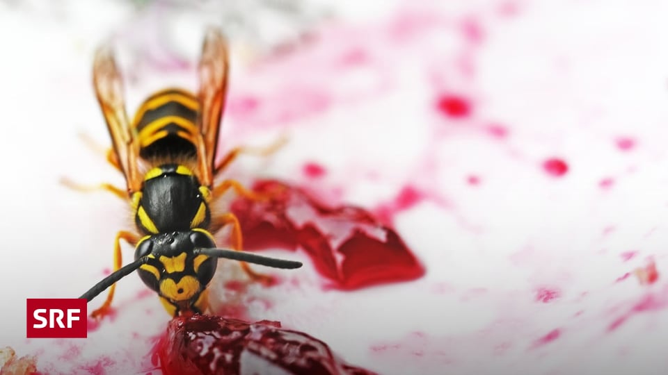 Wespen sind mehr als nur nervig – wie gut kennen Sie sich aus? - Radio SRF 1 - SRF
