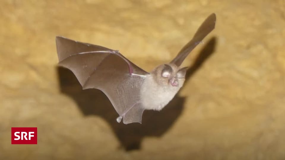 Neue Tierarten aus der Tiefe des Schweizer Bodens - Wissen - SRF