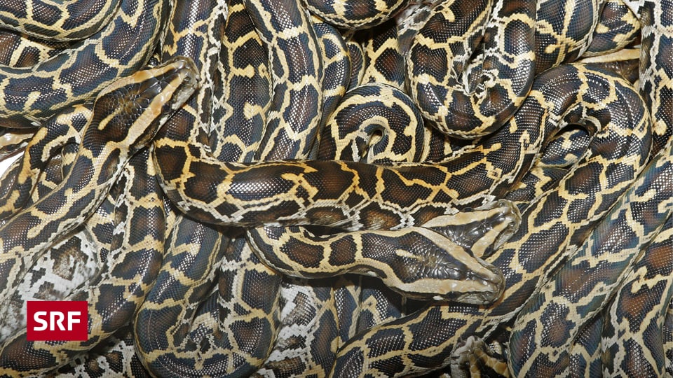Natur & Tiere - Python-Plage: Kaninchen überführen Würgeschlange ...