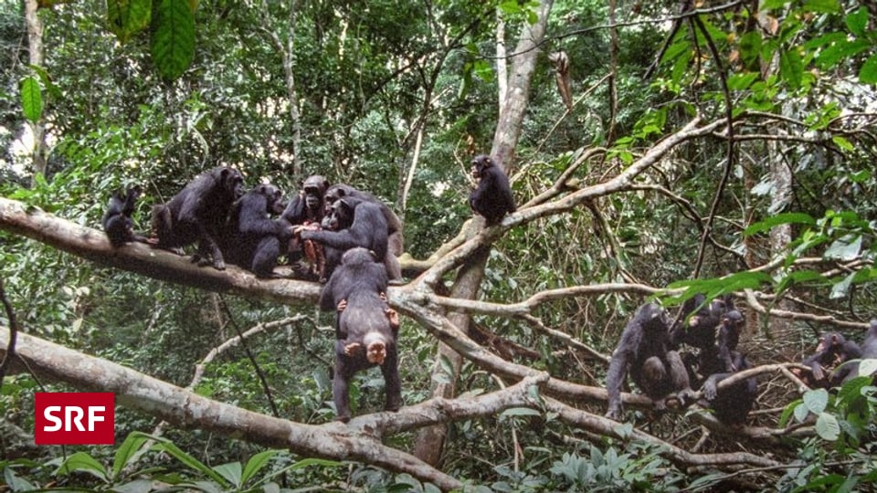 Natur & Tiere - Gemeinsam futtern verbindet - Wissen - SRF