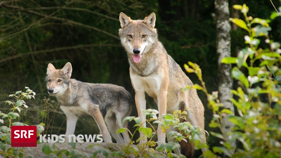 Für Kinder erklärt - Was ist das Problem mit dem Wolf? - Kids - SRF