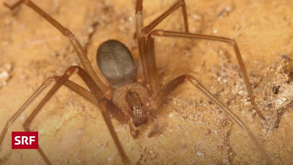 Violinspinne und Nosferatu-Spinne: gefährlich oder nicht? - Wissen - SRF