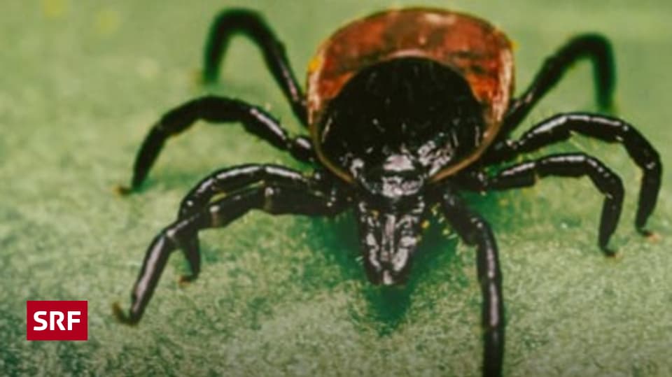 Überlebenskünstlerin - Die Zecke – sechs Fakten zum kleinen Blutsauger ...