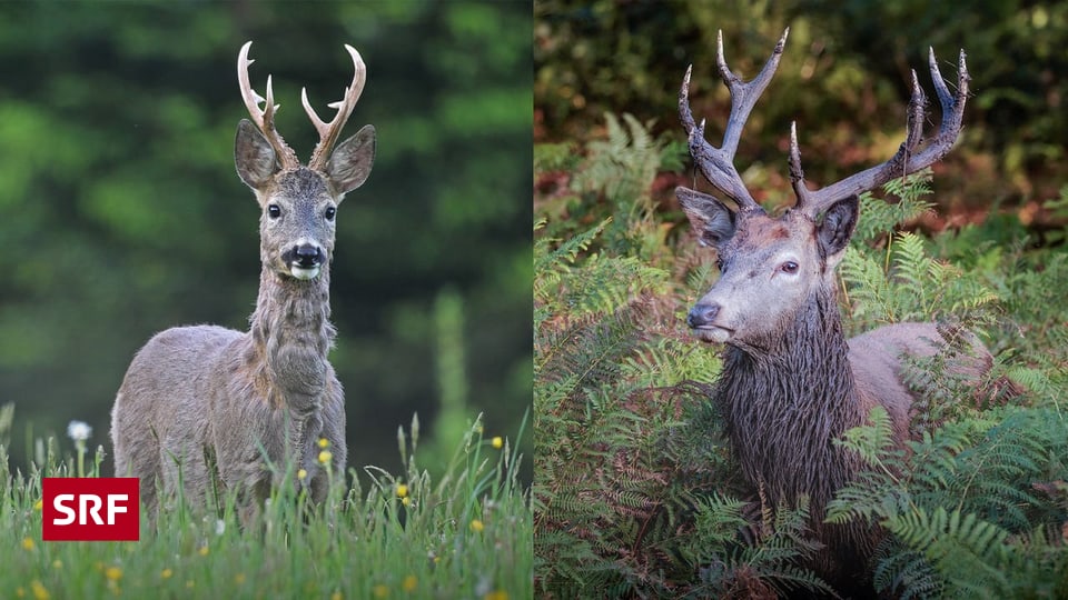 Reh oder Hirsch: Was unterscheidet die beiden Waldtiere? - Kids - SRF