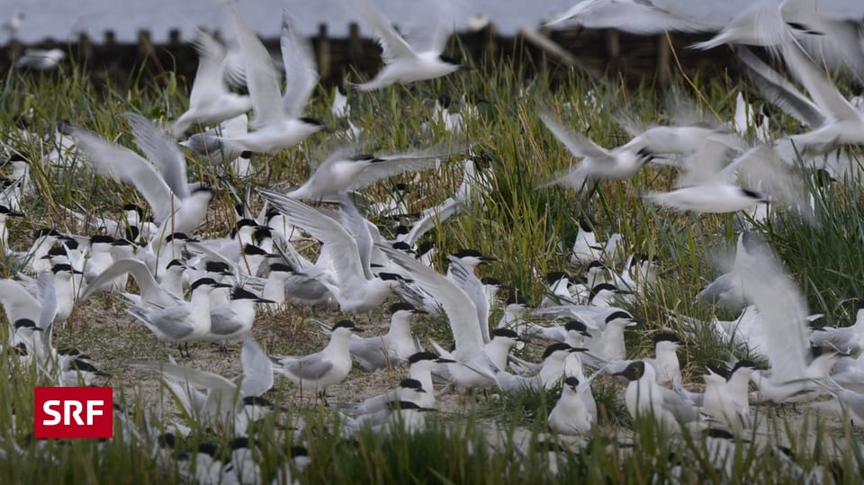 Vogelgrippe - Er musste zusehen, wie tausende Wildvögel den Virustod ...