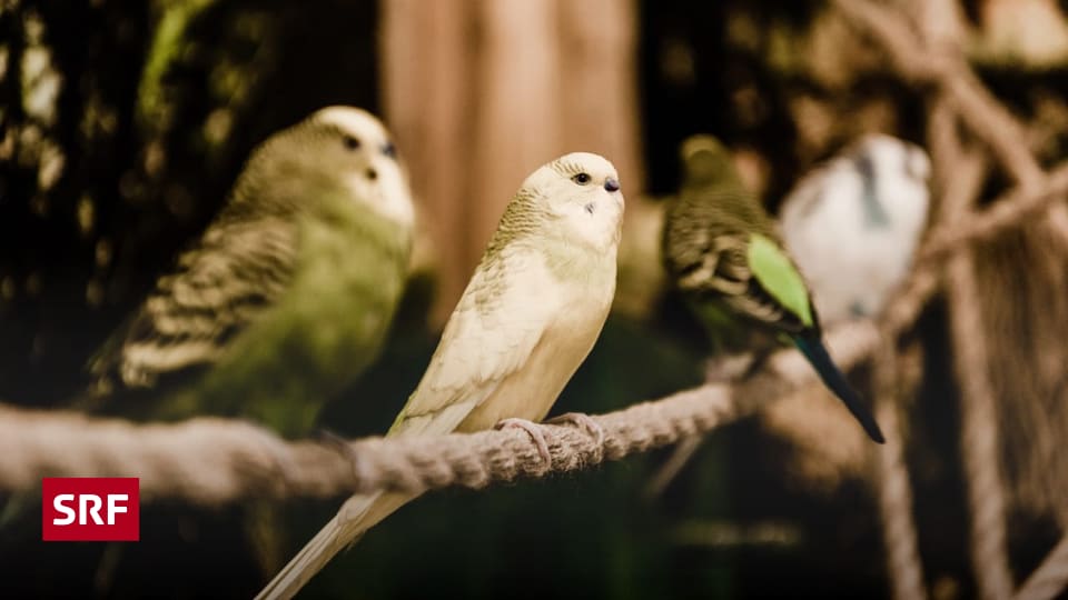 Tiere mit Gefühlen: Was die Wissenschaft über Emotionen verrät - Radio ...