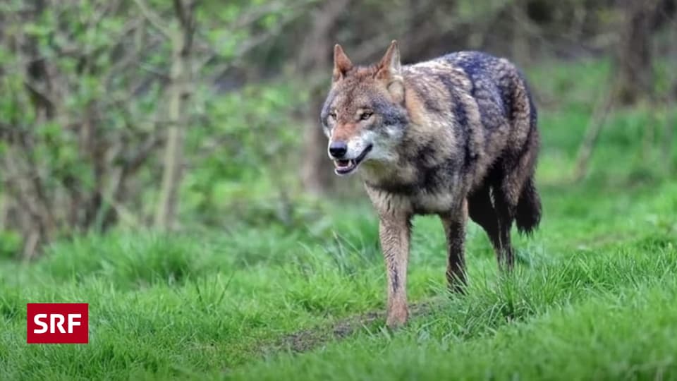 Leben mit dem Wolf: Wie viel Wahrheit steckt hinter den Mythen - Wissen ...