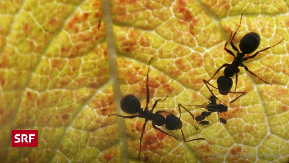 «Quiz der Woche» - Warum sind Ameisen so wichtig für unsere Natur ...
