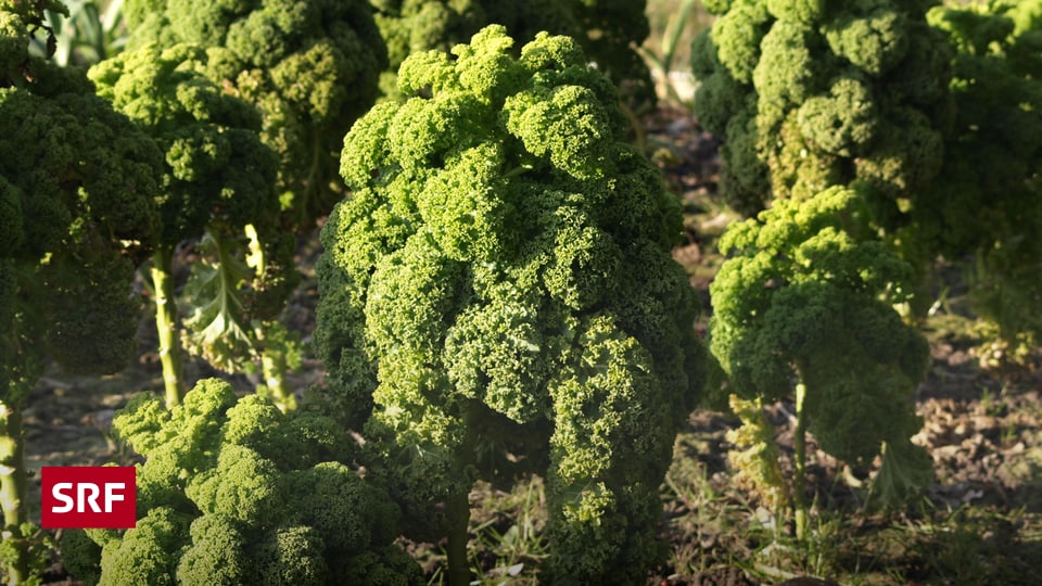 Konsum - Federkohl: Der einheimische Superfood - Kassensturz Espresso - SRF