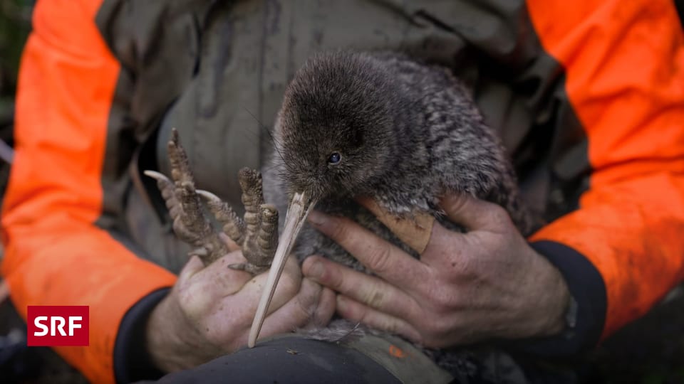 Daisy bae anal i got in contact with the scheduler where I