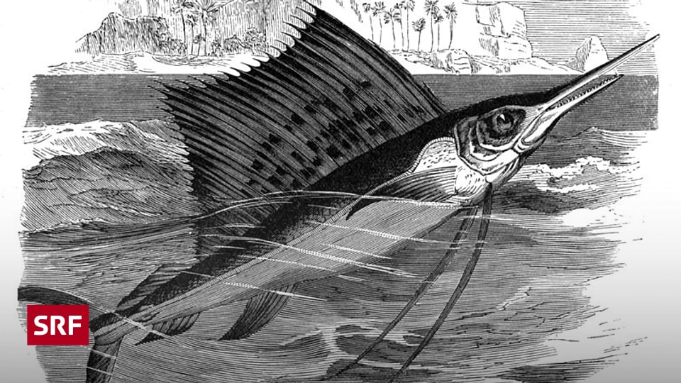Fünfmalklug - Wieviel km/h schafft der schnellste Fisch? - Einstein - SRF