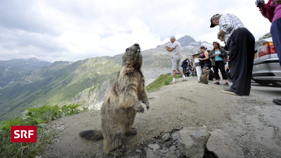«3 vo 5» – Das Kultquiz - Was wissen Sie über Murmeltiere? - Radio SRF 1 - SRF