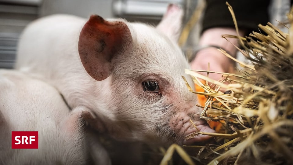 Künstler liess Ferkel fast verhungern – dann wurden sie geklaut ...