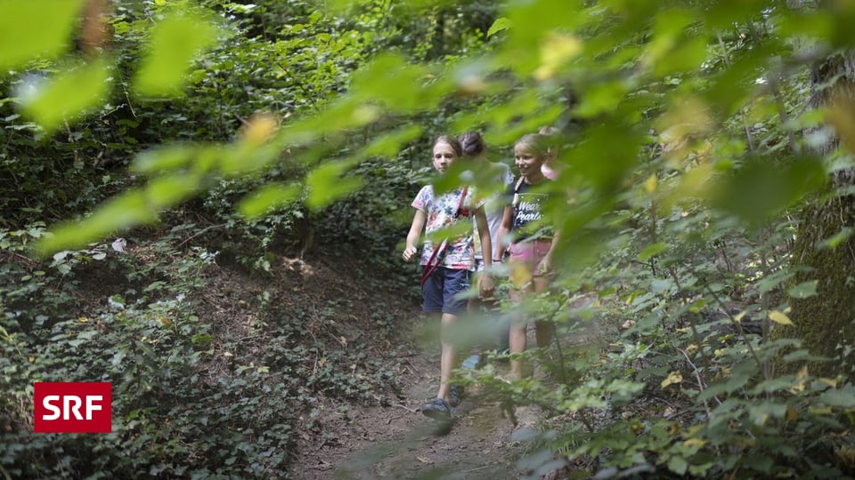 «Quiz der Woche» - Was weisst du über den Wald? - Kids - SRF «Quiz der Woche» - Was weisst du über den Wald? - Kids - SRF