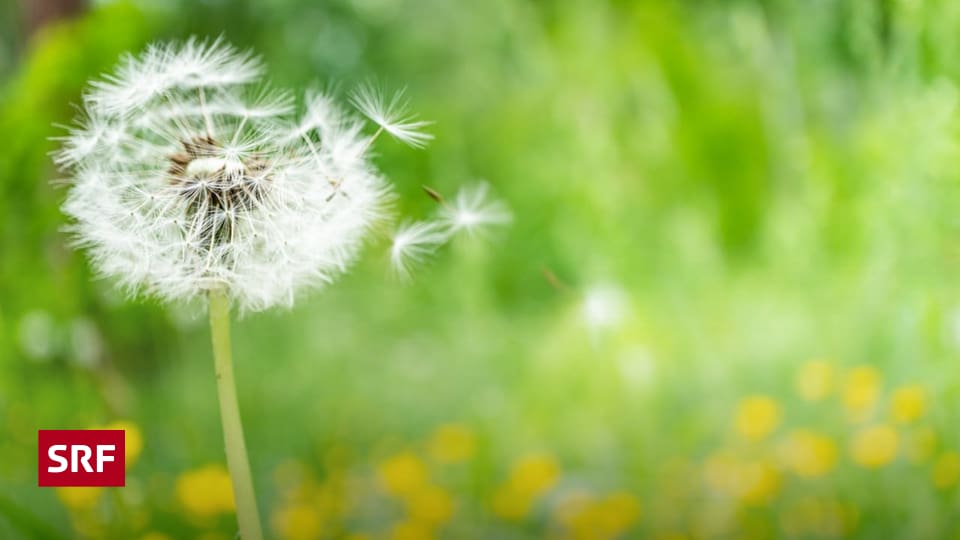 «3 vo 5» – das Kultquiz - Blitzquiz – wie steht es um Ihr Wissen über Pollen? - Radio SRF 1 - SRF