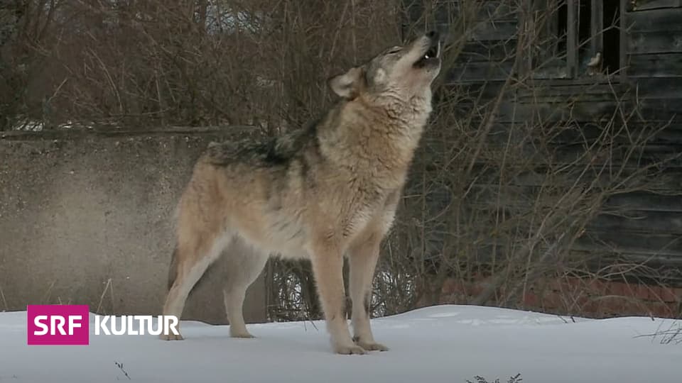 Dok-Film - Die radioaktiven Wölfe von Tschernobyl - Kultur - SRF