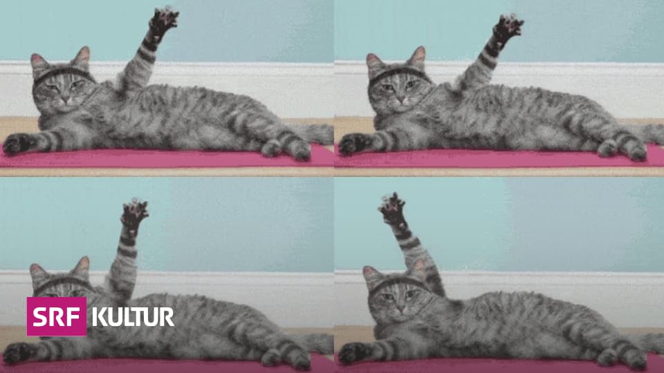 Das GIF wird 30 - GIFs bewegen nicht nur Katzen - Kultur - SRF