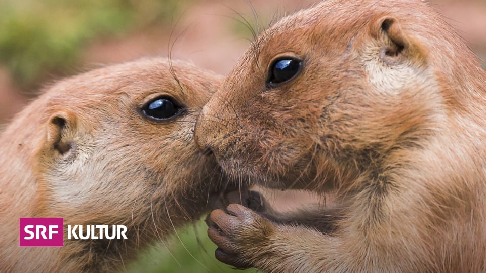 Kommunikation der Tiere - Mehr als «Wuff» oder «Miau»: Worüber Tiere ...