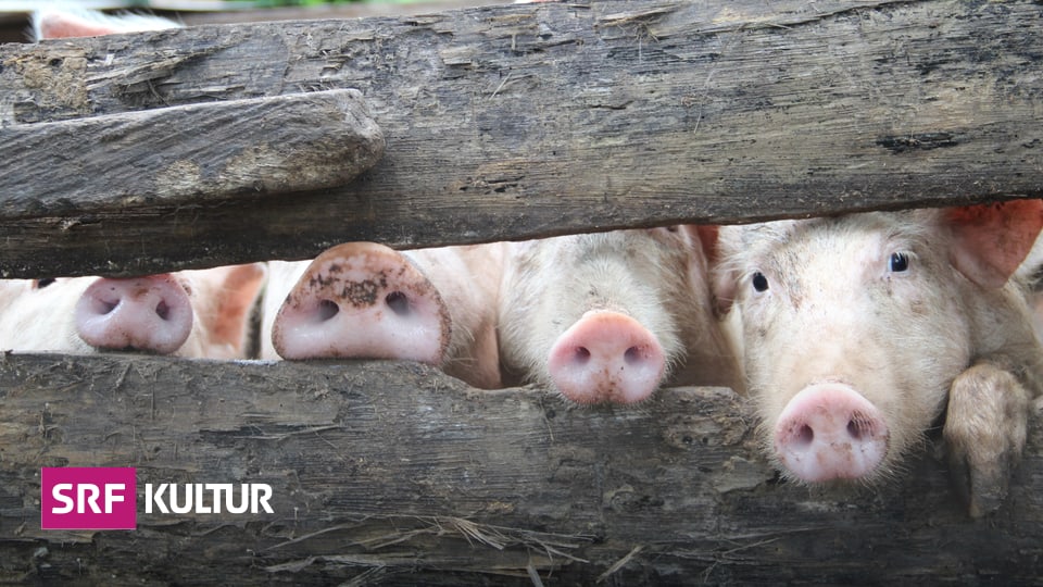 Komik in Strophen - Endlich entlarvt! Die Natur ist ein Saukopf ...