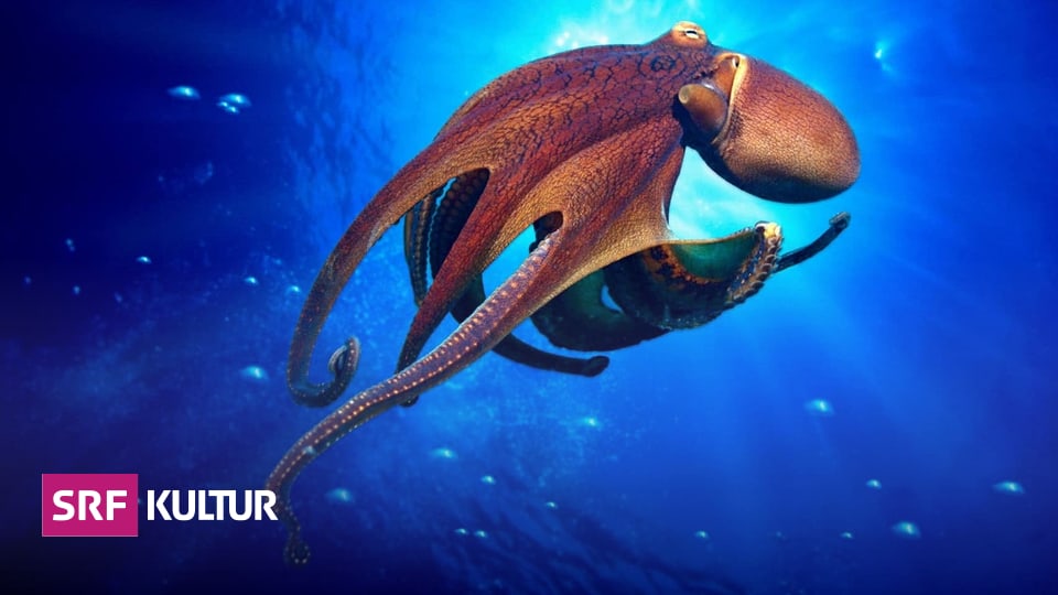 Faszination Oktopus - In der Tiefe des Meeres auf der Höhe der Zeit ...