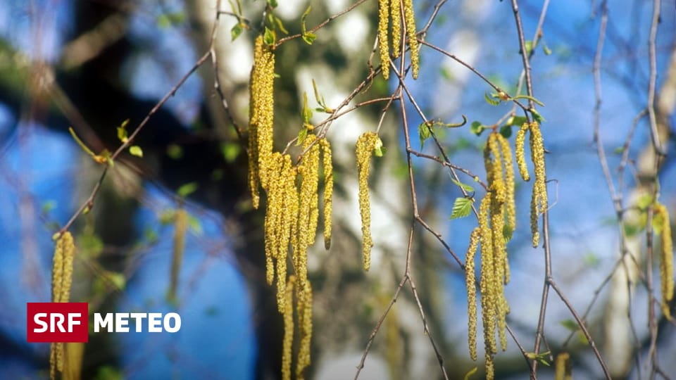 Hatschi - Birkenpollen im Anflug - Meteo - SRF