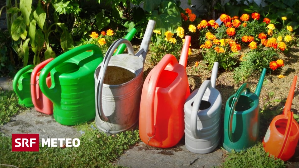 Endlich Regen - Trockenheit und Waldbrandgefahr – jetzt kommt der Regen - Meteo - SRF