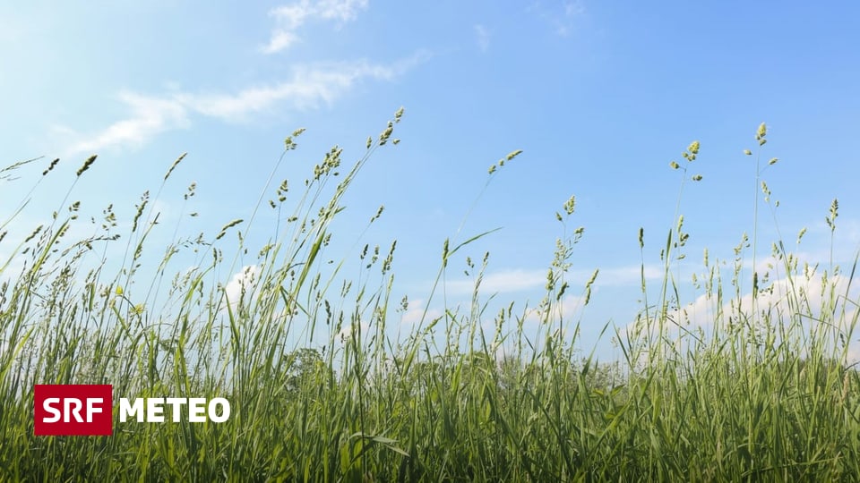 Gräserpollen stark erhöht: Sommerwetter treibt Belastung hoch - Meteo - SRF