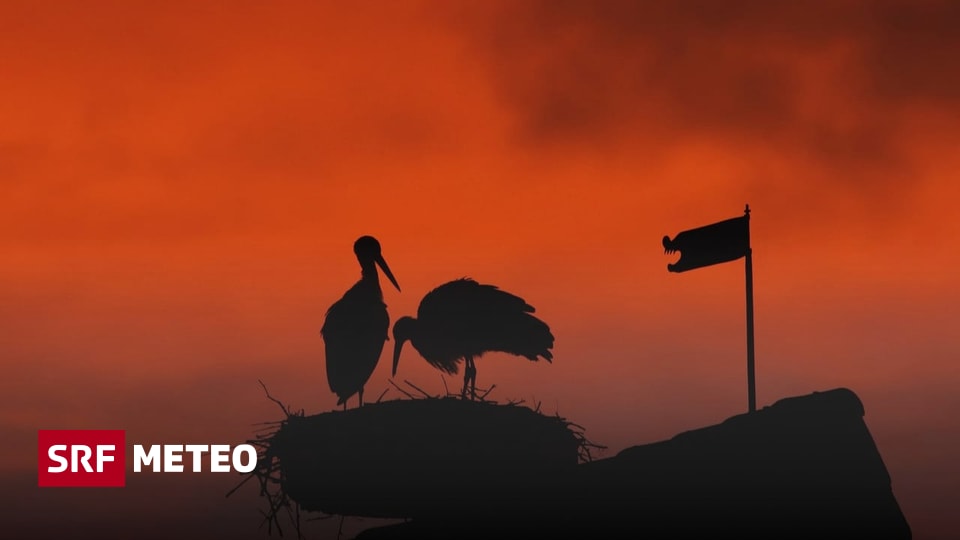 Kitschiger Himmel - Ist der Himmel rot, dem Storch Neujahr bald droht ...