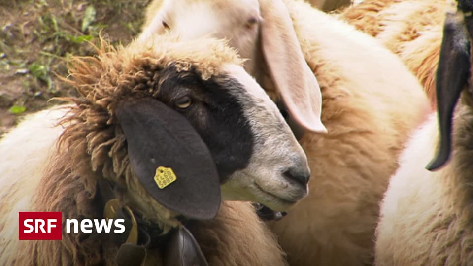 Panorama - Sechs «Saaser Mutten» in Domodossola aufgetaucht – von einst ...
