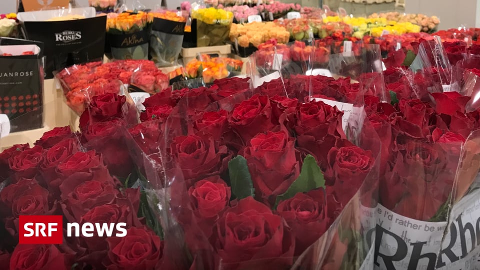 Valentinstag - Die roten Rosen sind am begehrtesten - News - SRF