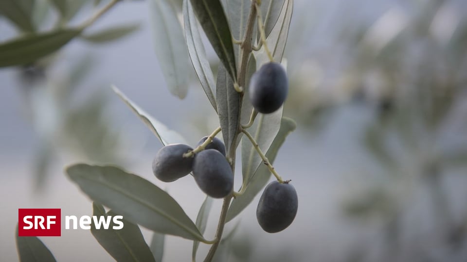 Xylella: So bekämpft die Schweiz das Oliven-Bakterium - News - SRF