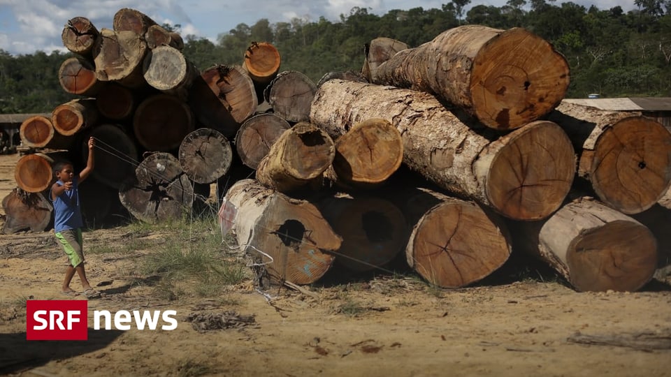 Regulation Against Deforestation Eu Does Not Want Deforestation For