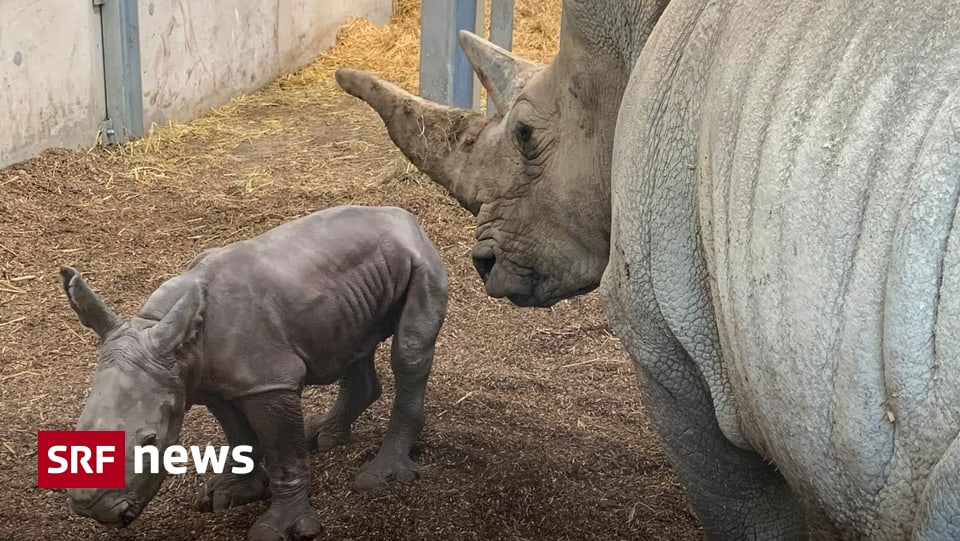 Mutter und Kalb wohlauf - Im Züri-Zoo ist ein Nashörnchen auf die Welt gekommen - News - SRF