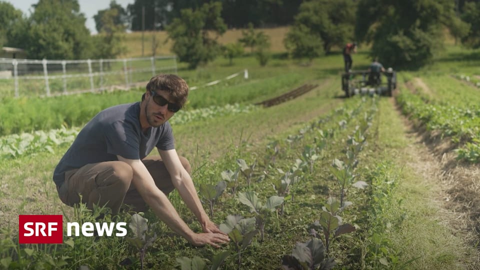 Landwirtschaft der Zukunft? Hoflabor in Mönchaltorf tüftelt an neuen Methoden - News - SRF