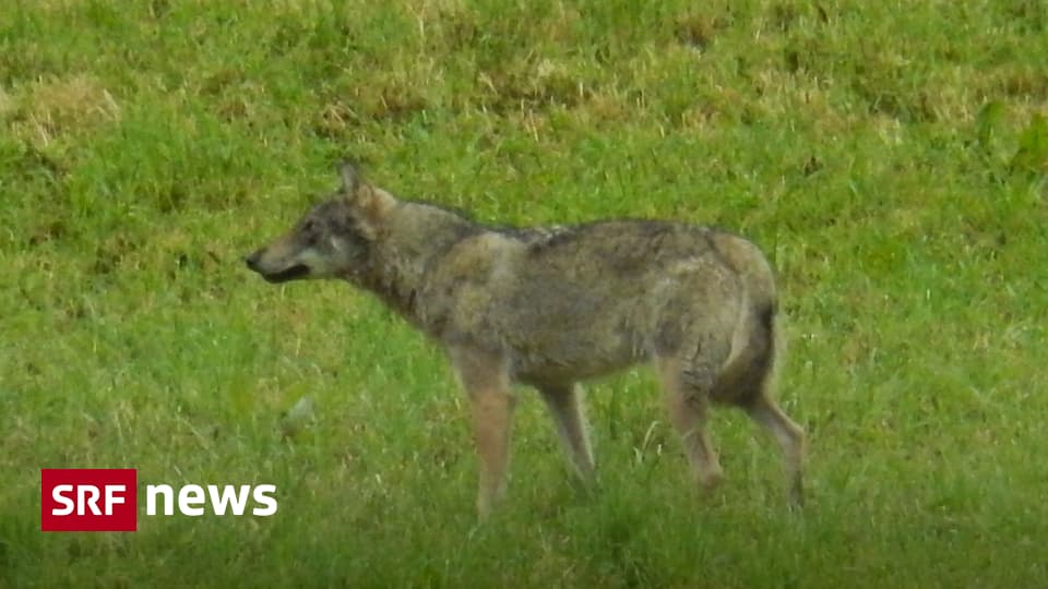 Vierter Wolf im Kanton Zürich - Der Wolf besucht den Zürichsee - News - SRF