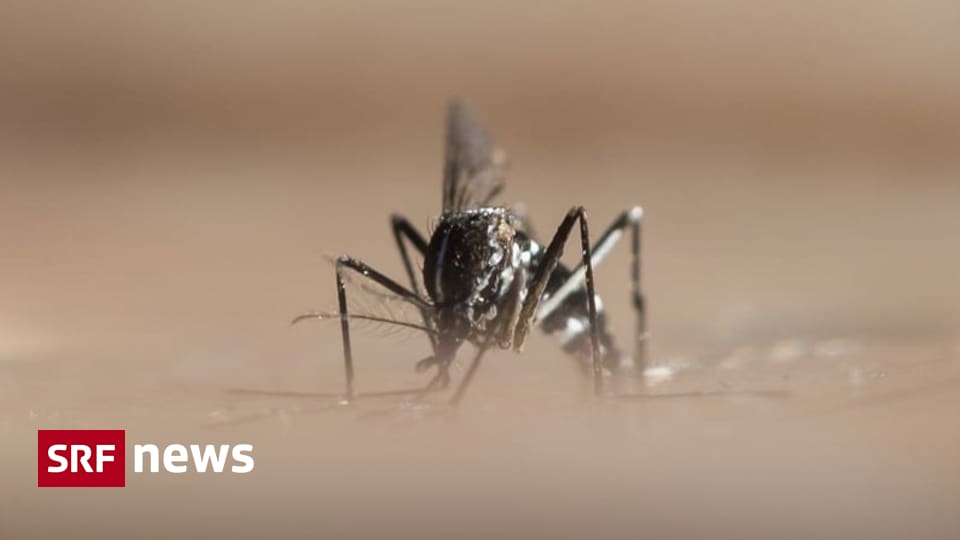 Bokep gattouzo asia images of her seem to be genuine, and