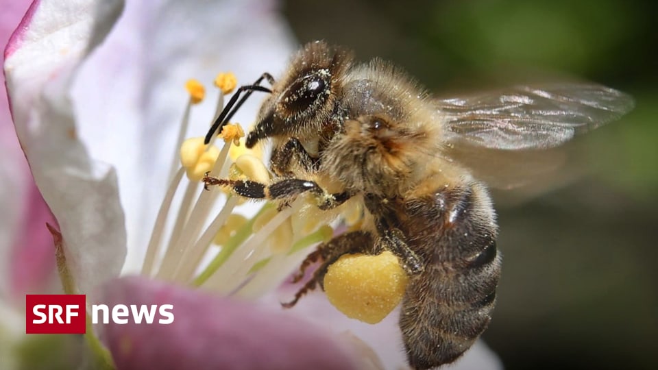 Veränderte Ökosysteme - Milde Winter: Obstbäume und Insekten sind ...