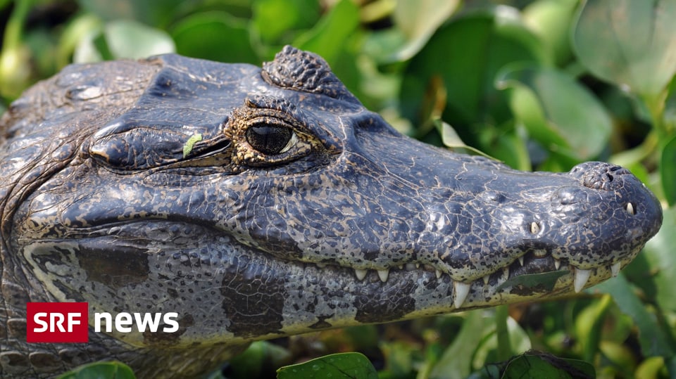 Exotisches Tier - Fischer sichtet Kaiman im Hallwilersee - News - SRF
