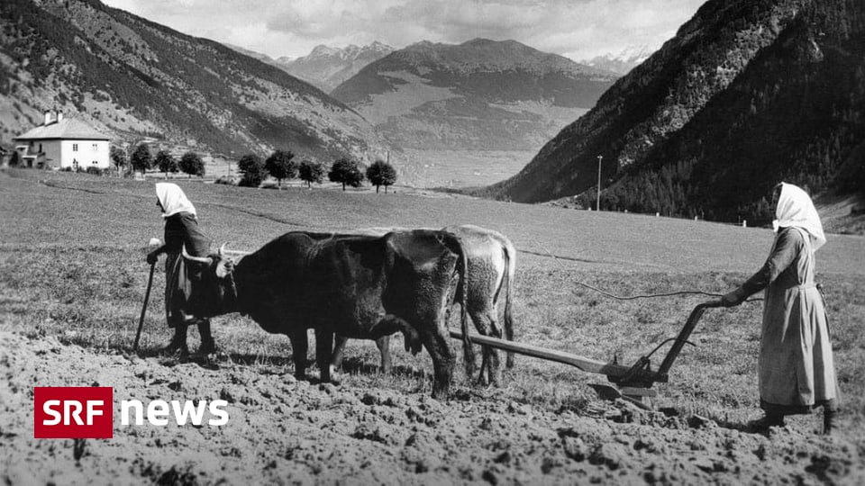 100 Jahre Viehzucht - «Der Ranzen liegt heute tiefer» - News - SRF