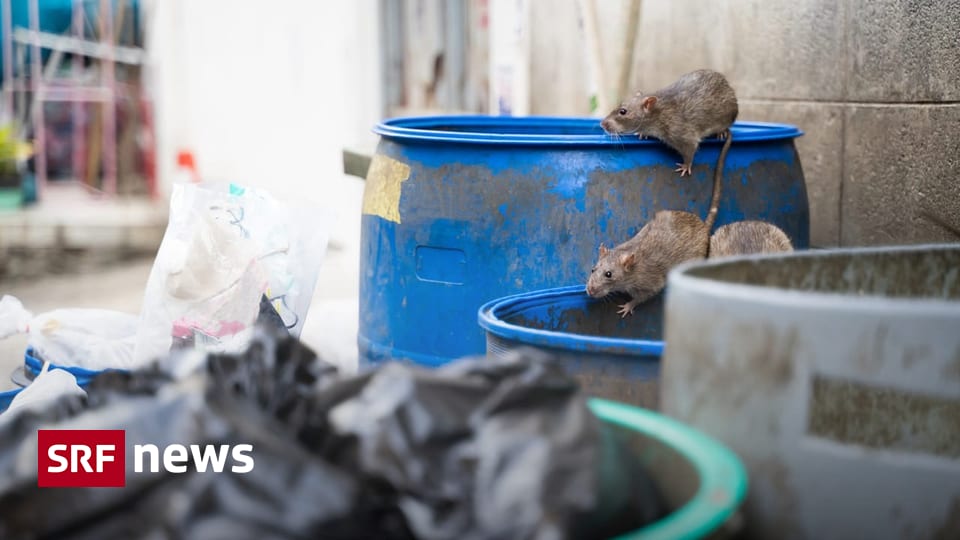 Person in den USA mit Beulenpest infiziert: Die Übersicht - News - SRF