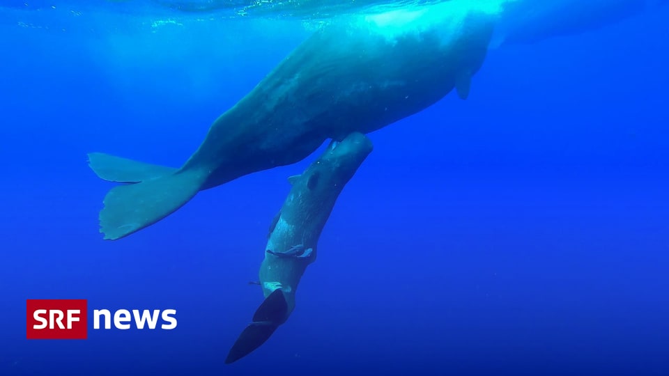 Neue Bilder aus Mauritius - Babysitter und Ammen: So kümmern sich Pottwale um ihren Nachwuchs ...