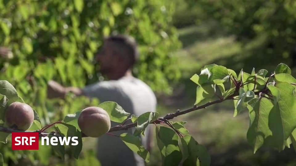 Kalter Frühling hat ein Drittel der Walliser Aprikosen zerstört - News ...