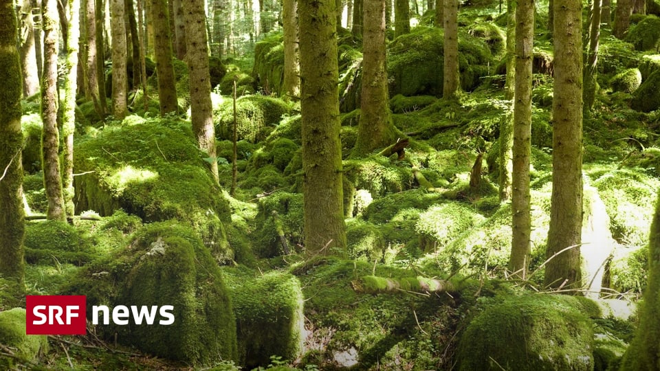 Waldreservate - «Beschämende Bilanz»: WWF kritisiert Basler Wald ...