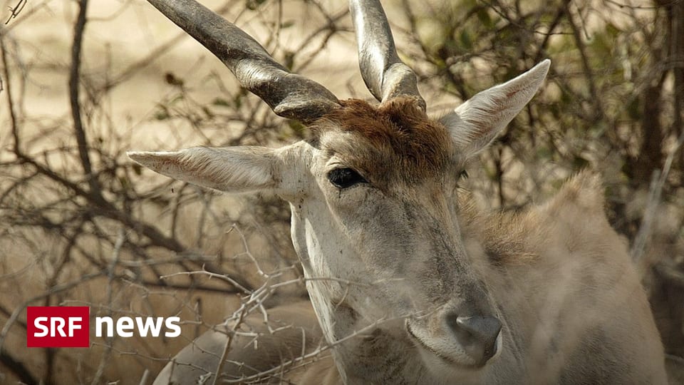 Aargau Solothurn - Afrikanische Antilopen im aargauischen Herznach ...